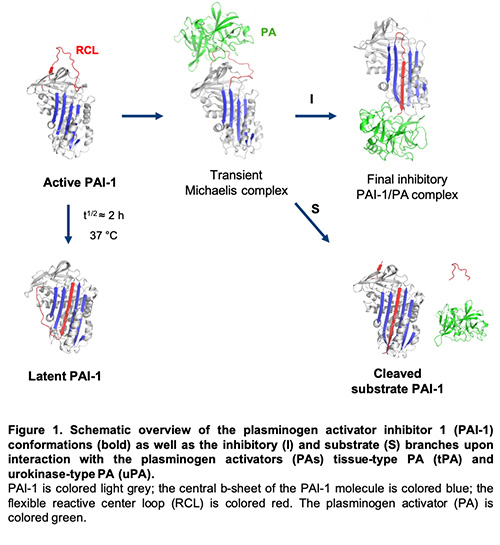 Elucidation of the molecular mechanisms of nanobodies that affect ...