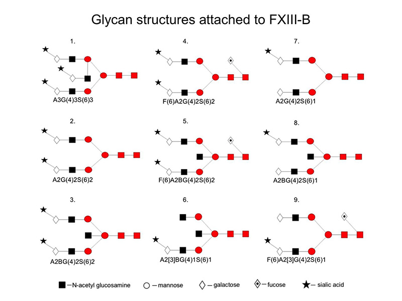 The Glycan Structure on Factor XIII B Subunit. ISTH Academy. Muszbek L ...