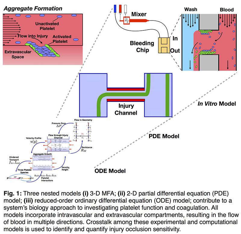 Using a Mathematical Model of Platelet Aggregation in an.... ISTH ...
