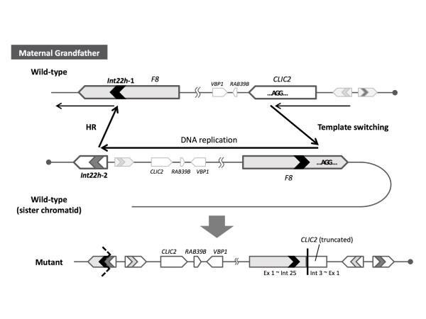 An Inv22-like F8 Inverted Disruption in Severe Hemophilia A.... ISTH ...