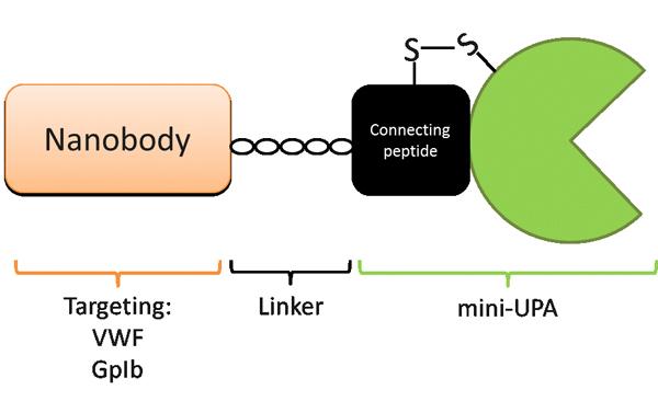 Microlyse: A VWF-Targeting Thrombolytic Agent for Thrombotic.... ISTH ...